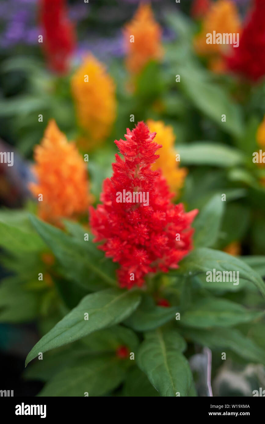 colorful inflorescence of Celosia plumosa Stock Photo - Alamy