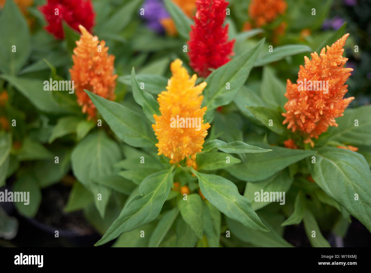 colorful inflorescence of Celosia plumosa Stock Photo - Alamy