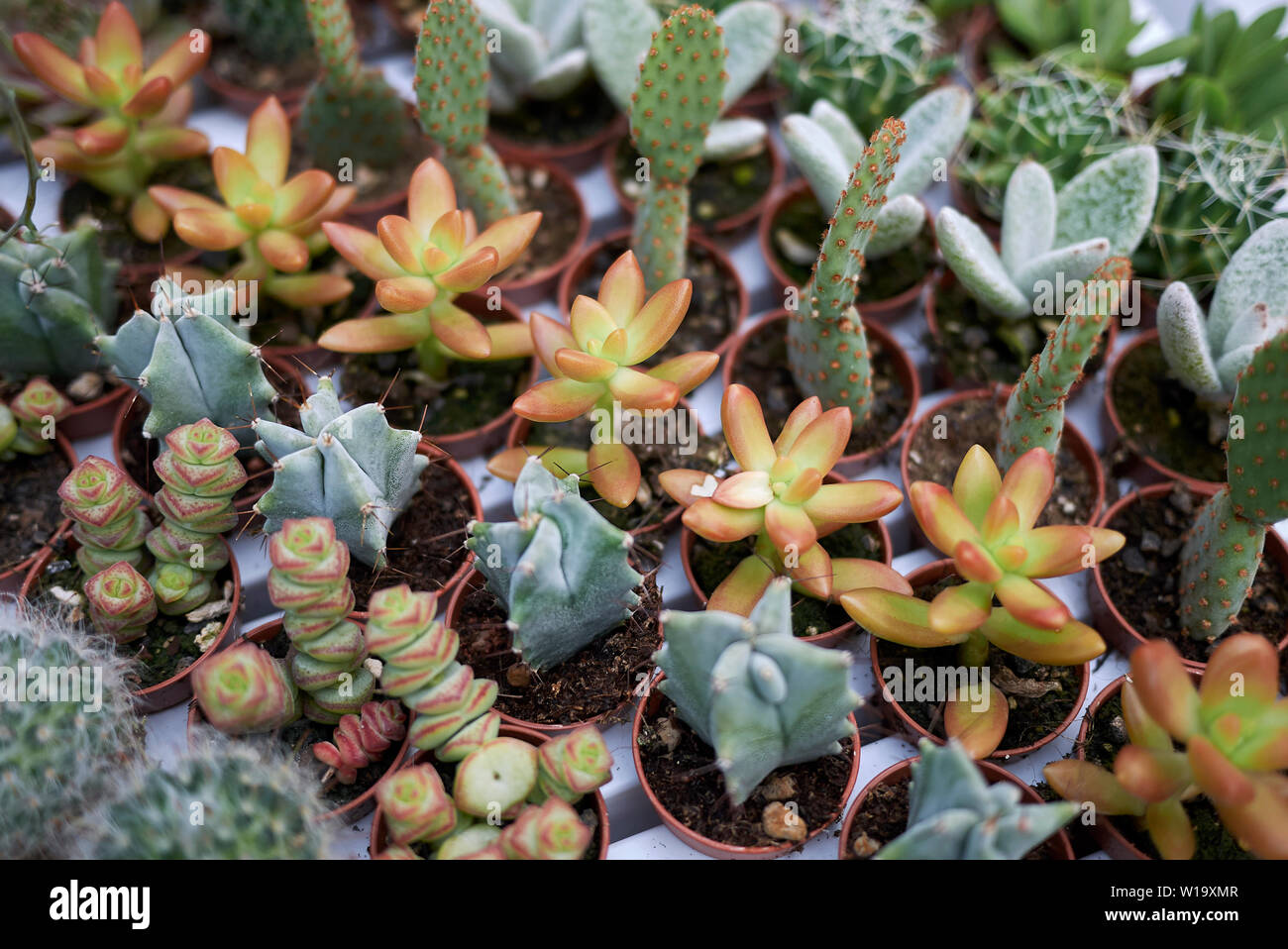 colorful cactus and succulent plants Stock Photo - Alamy