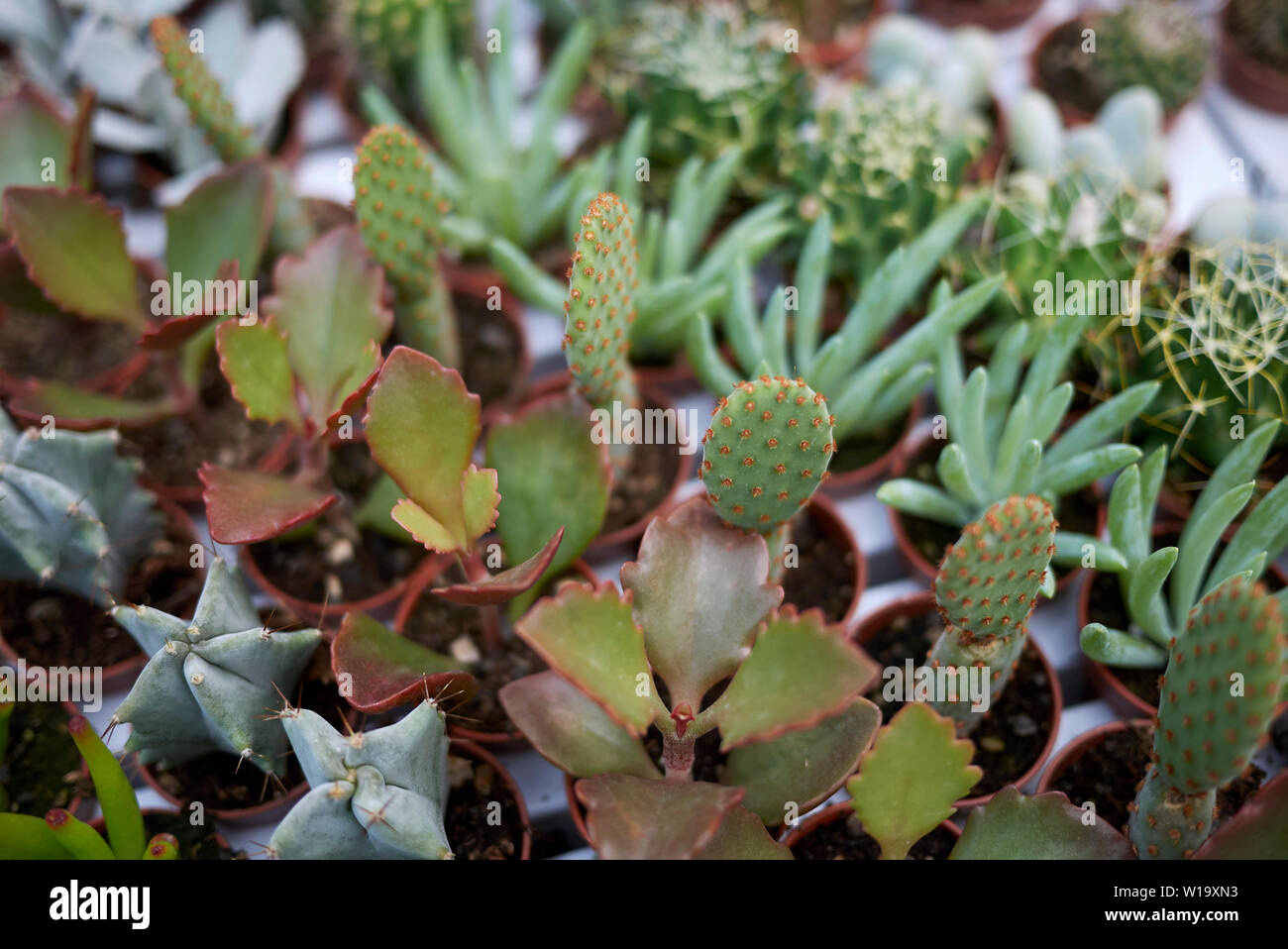 colorful cactus and succulent plants Stock Photo - Alamy