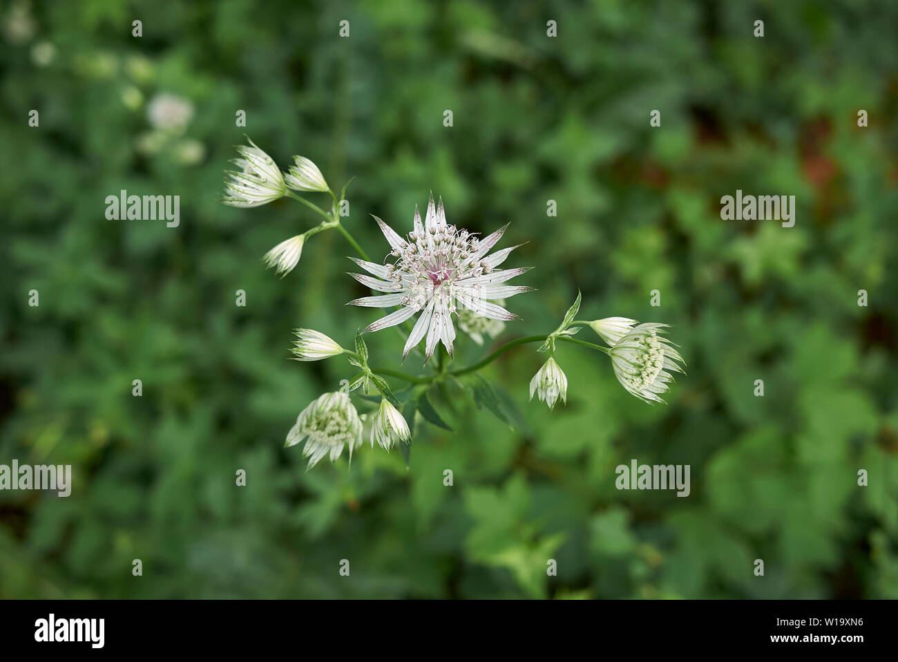Astrantia major flower in mountain meadow Stock Photo - Alamy
