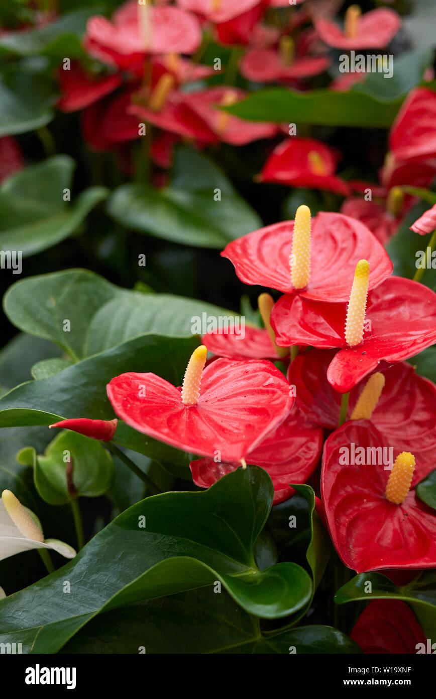 Foliage anthurium hi-res stock photography and images - Alamy