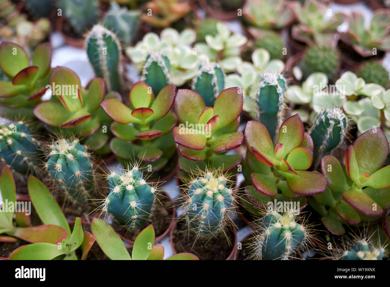 Colorful cactus hi-res stock photography and images - Alamy