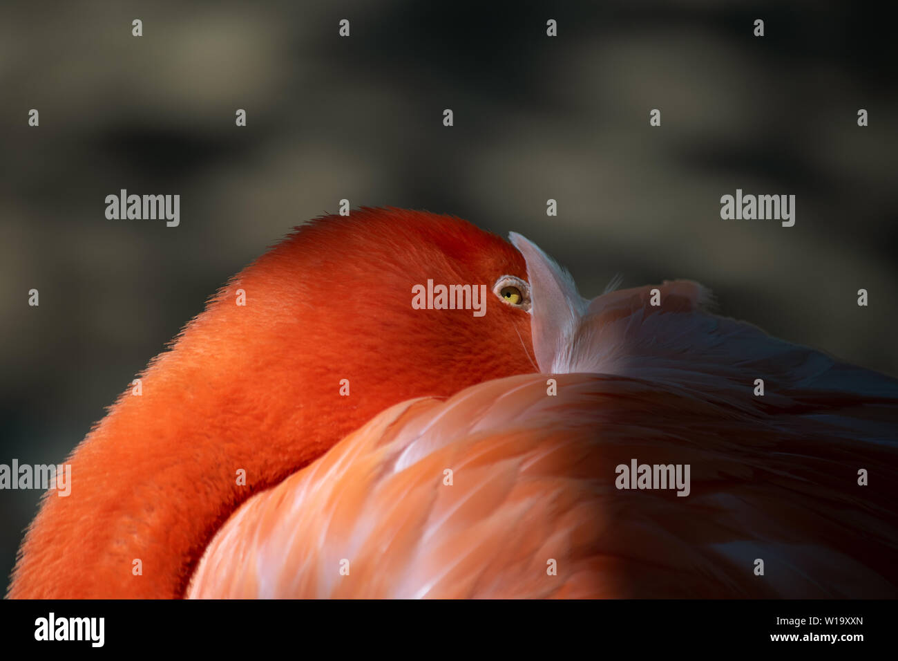Flamingo eye hi-res stock photography and images - Alamy