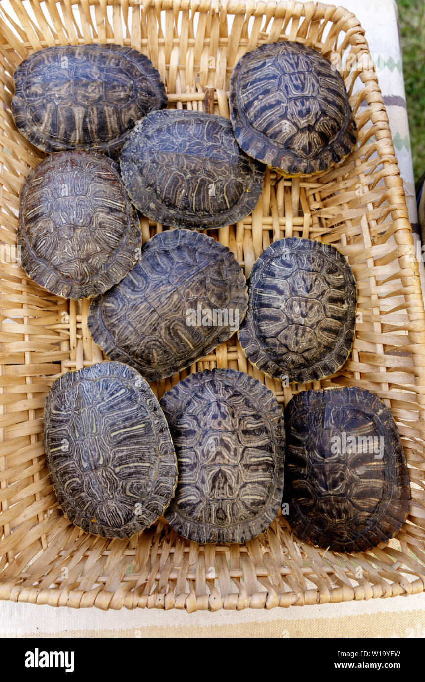 Native american turtle hi-res stock photography and images - Alamy