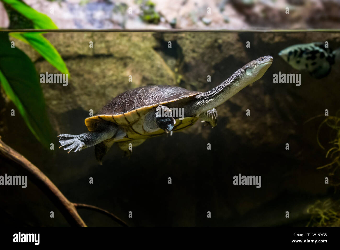 Roti Island snake-necked turtle / McCord's snakeneck turtle (Chelodina ...