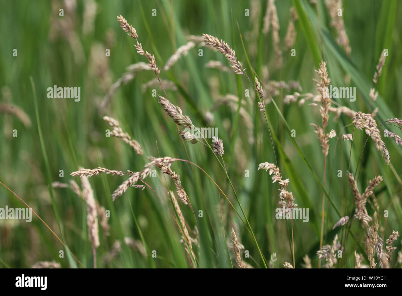Yorkshire fog grass hi-res stock photography and images - Alamy