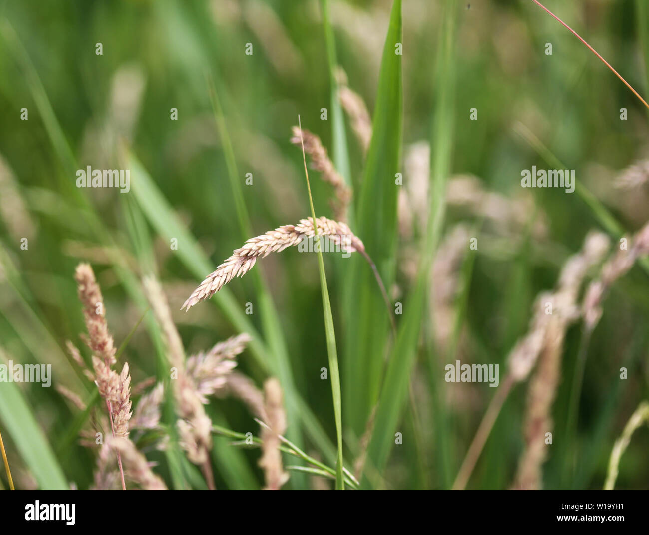 Yorkshire fog grass hi-res stock photography and images - Alamy