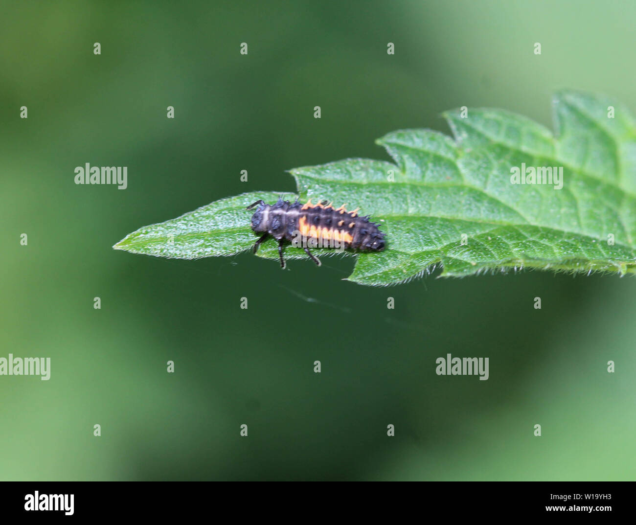 Ladybug larvae hi-res stock photography and images - Alamy