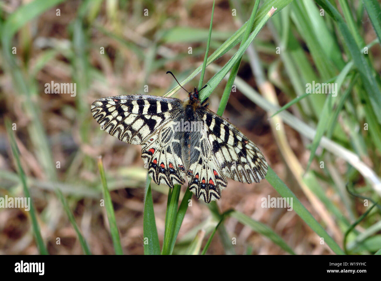 Southern festoon butterflies hi-res stock photography and images - Alamy