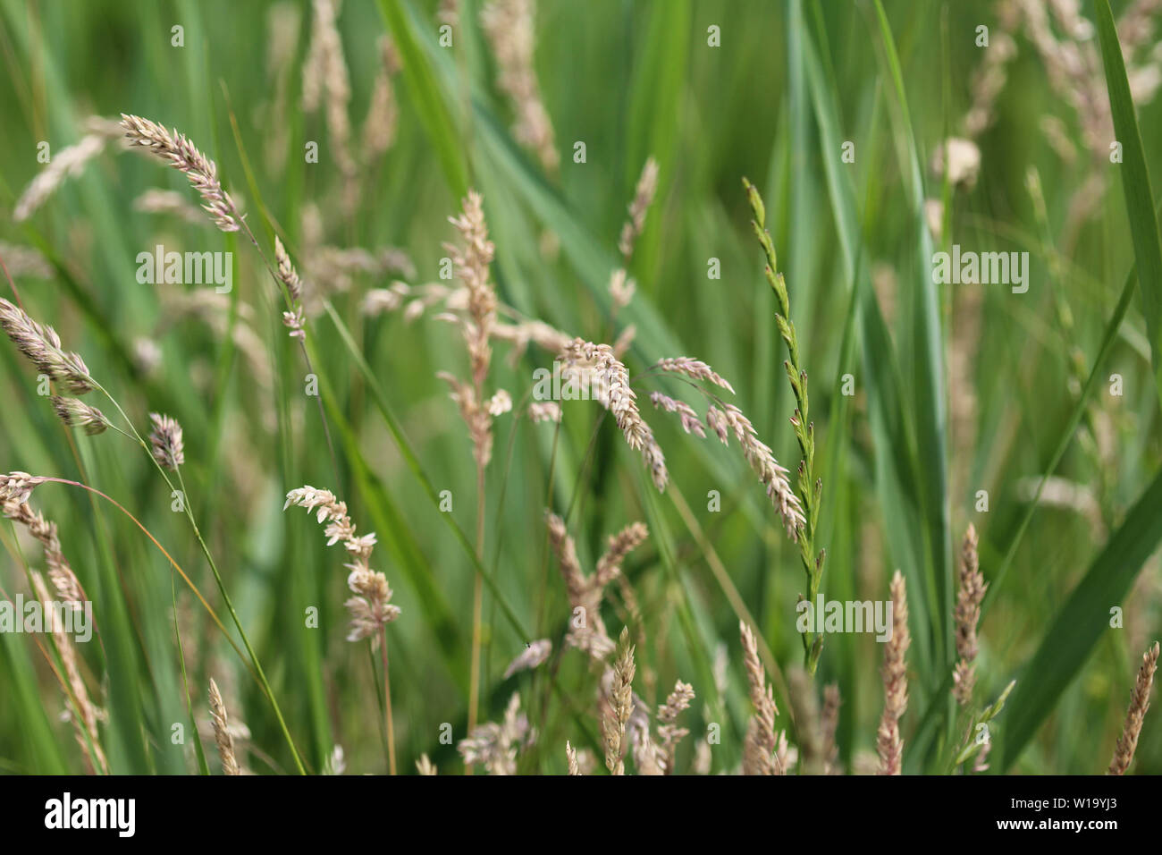 Yorkshire fog grass hi-res stock photography and images - Alamy
