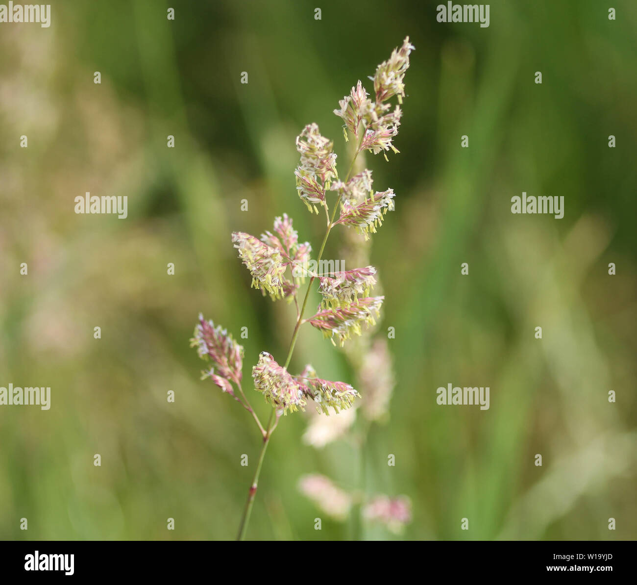 Reed Canary Grass High Resolution Stock Photography and Images - Alamy