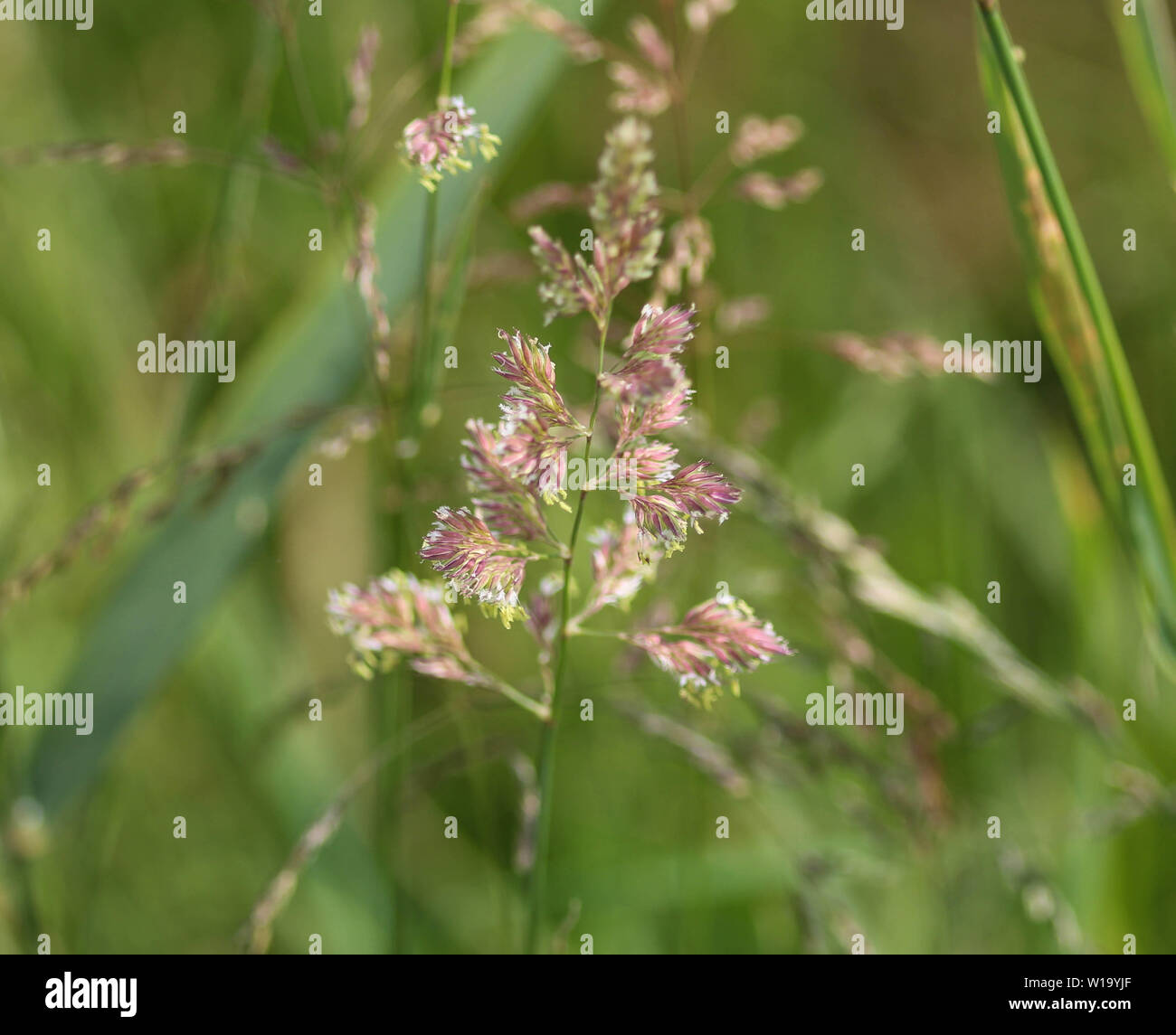 Reed canary grass hi-res stock photography and images - Alamy