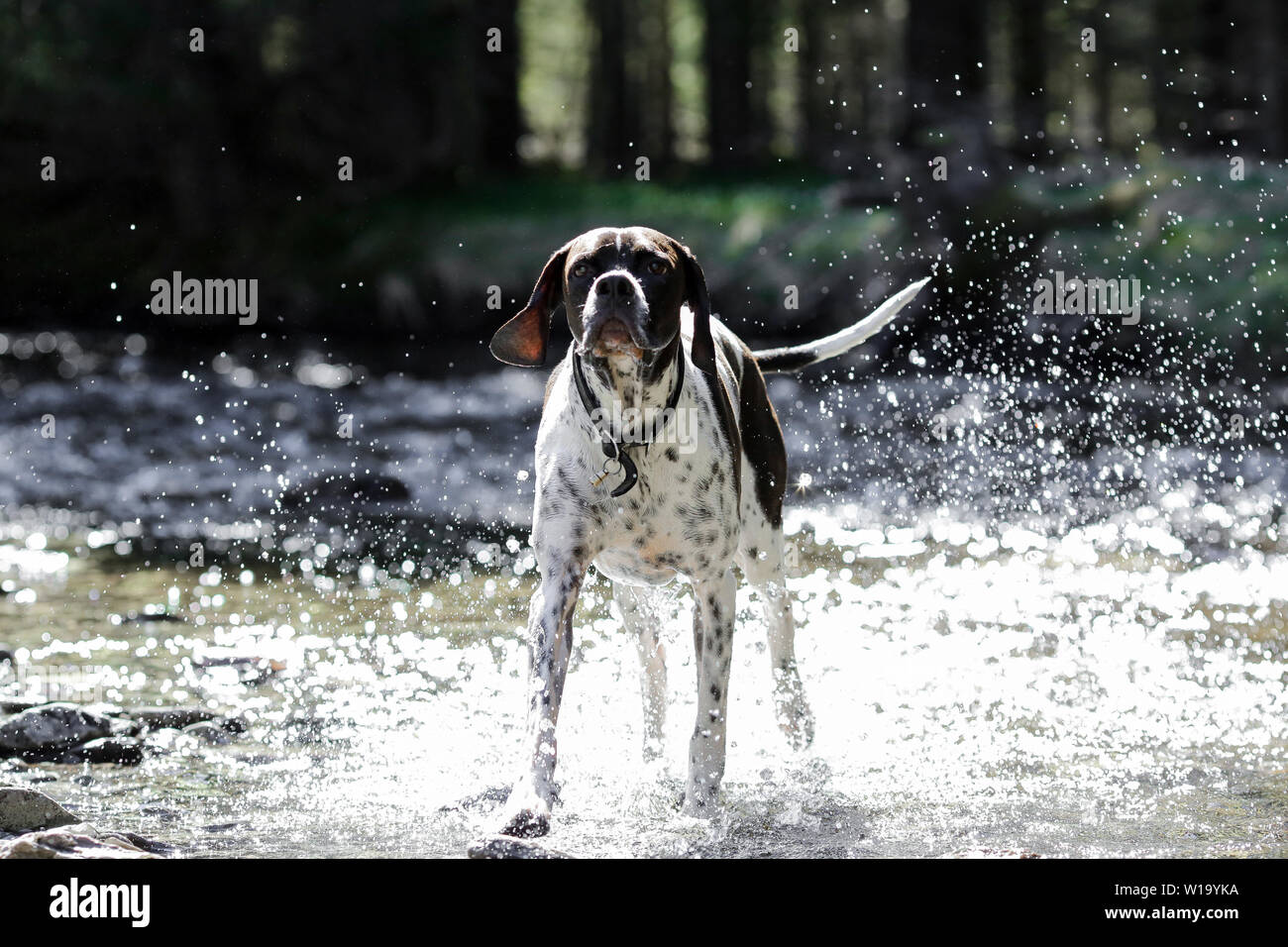 English pointer hi-res stock photography and images - Alamy