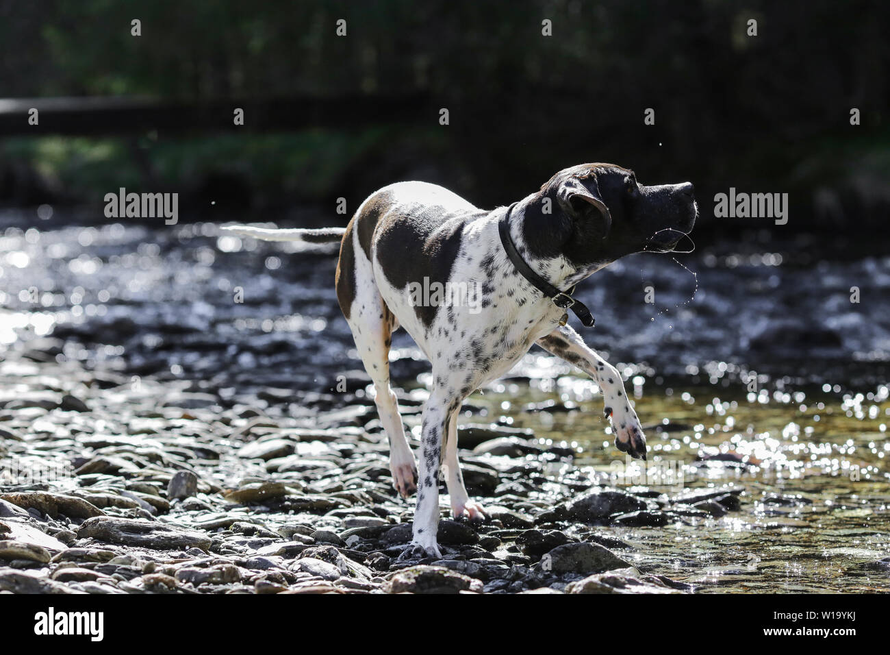 Dog english pointer bathing in the river in the forest Stock Photo - Alamy
