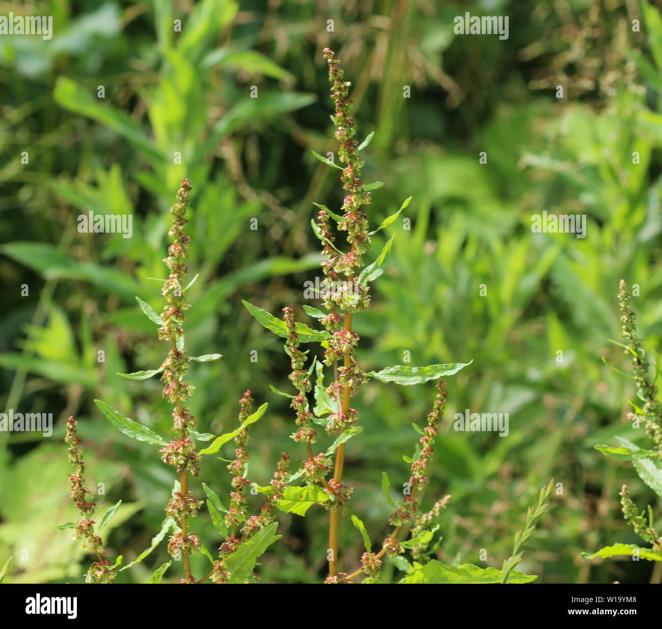 Dock flower hi-res stock photography and images - Alamy
