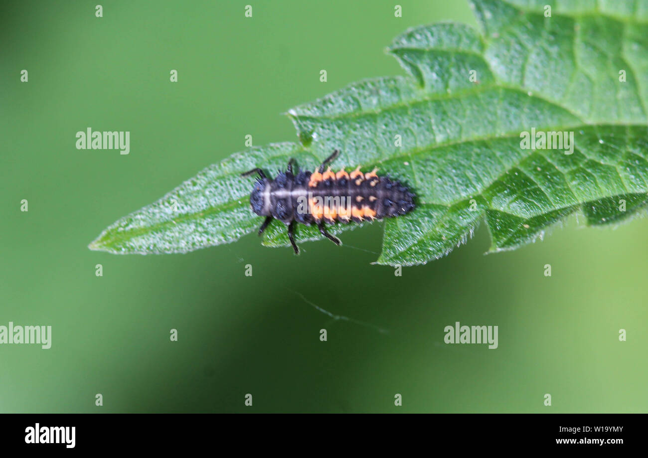 Lady beetle larvae hi-res stock photography and images - Alamy