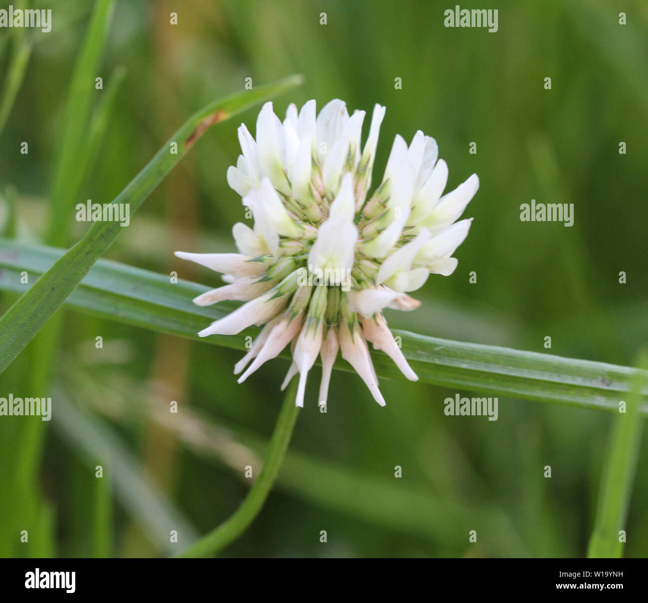 Dutch Clover High Resolution Stock Photography and Images - Alamy