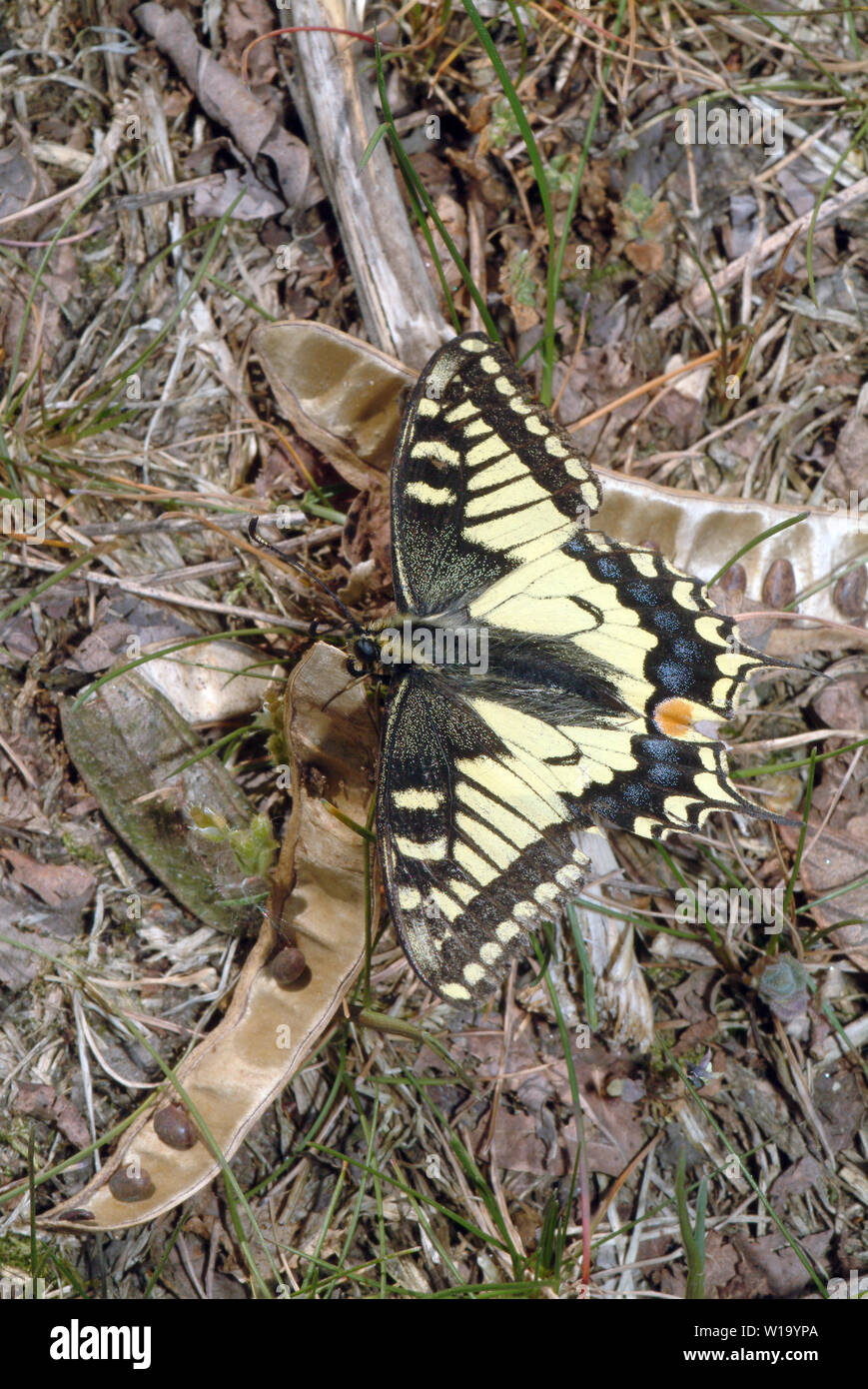 Papilio machaon hi-res stock photography and images - Alamy
