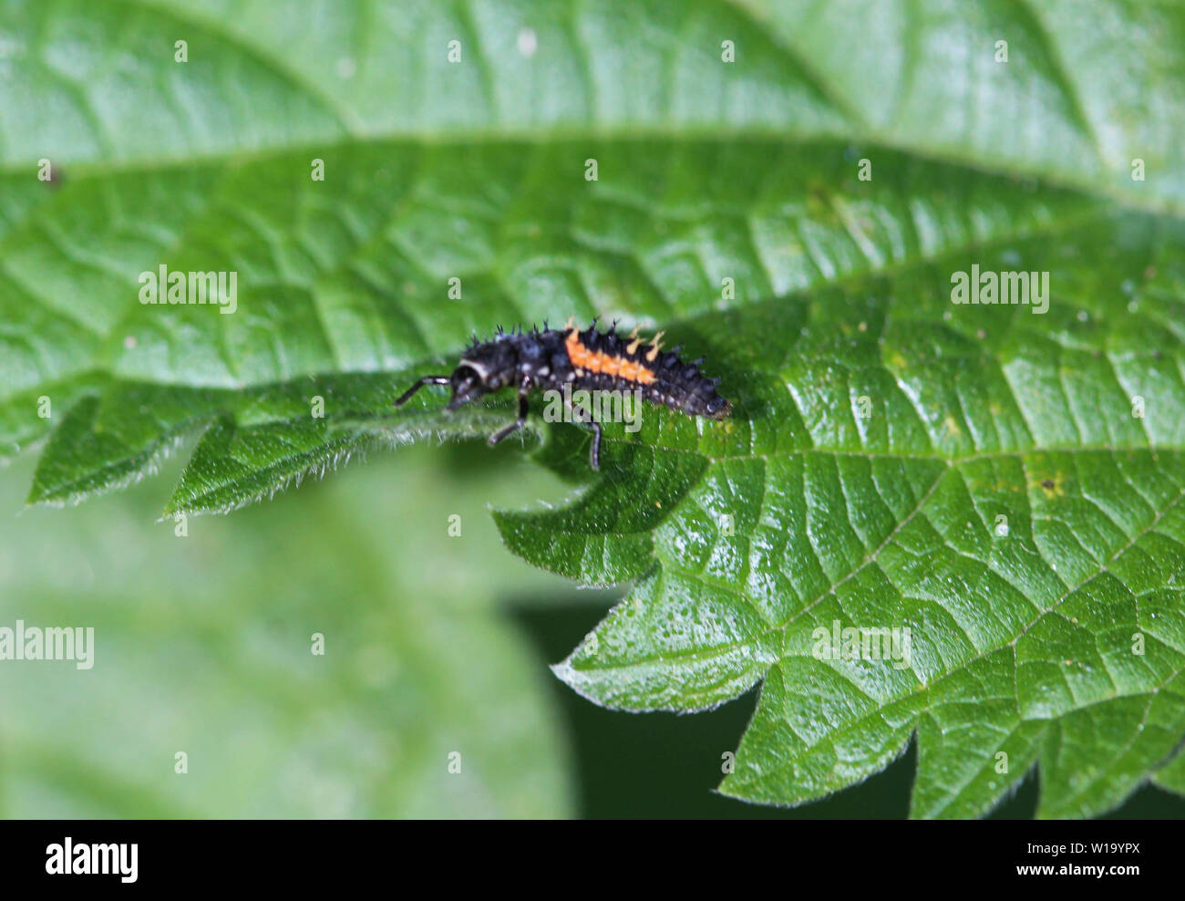 Ladybug larvae hi-res stock photography and images - Alamy