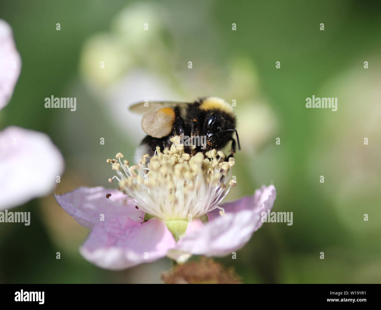 Buff Tailed Bumblebee Leaf High Resolution Stock Photography and Images ...