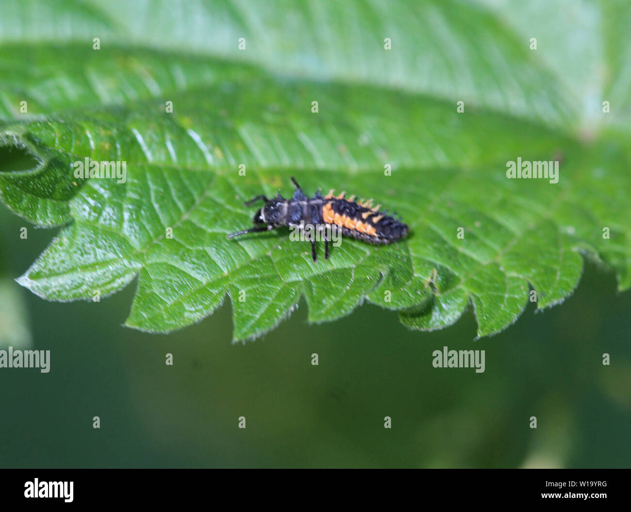 Ladybug nymph hi-res stock photography and images - Alamy