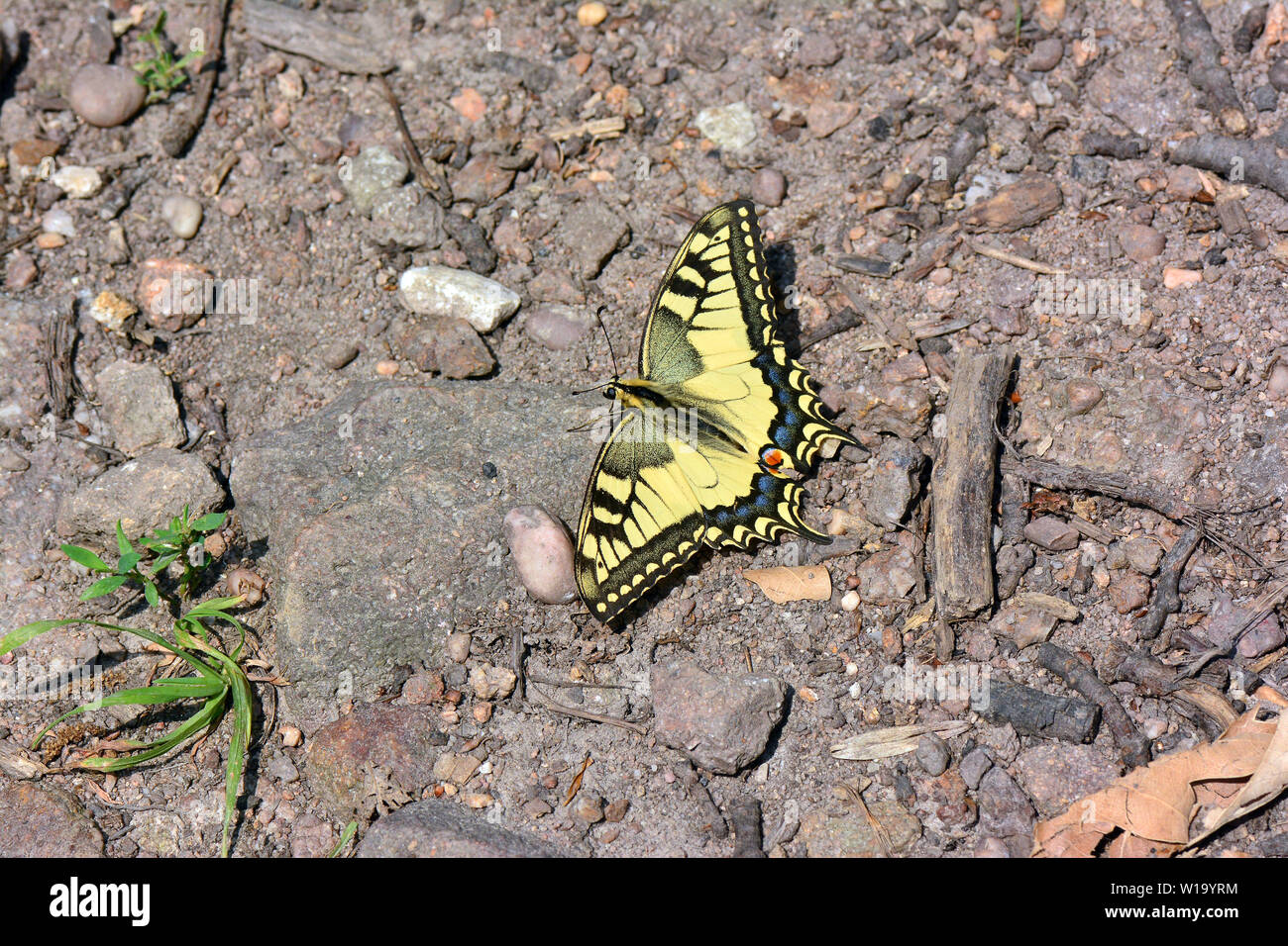 swallowtail, Old World swallowtail, common yellow swallowtail, Schwalbenschwanz, Grand porte ...