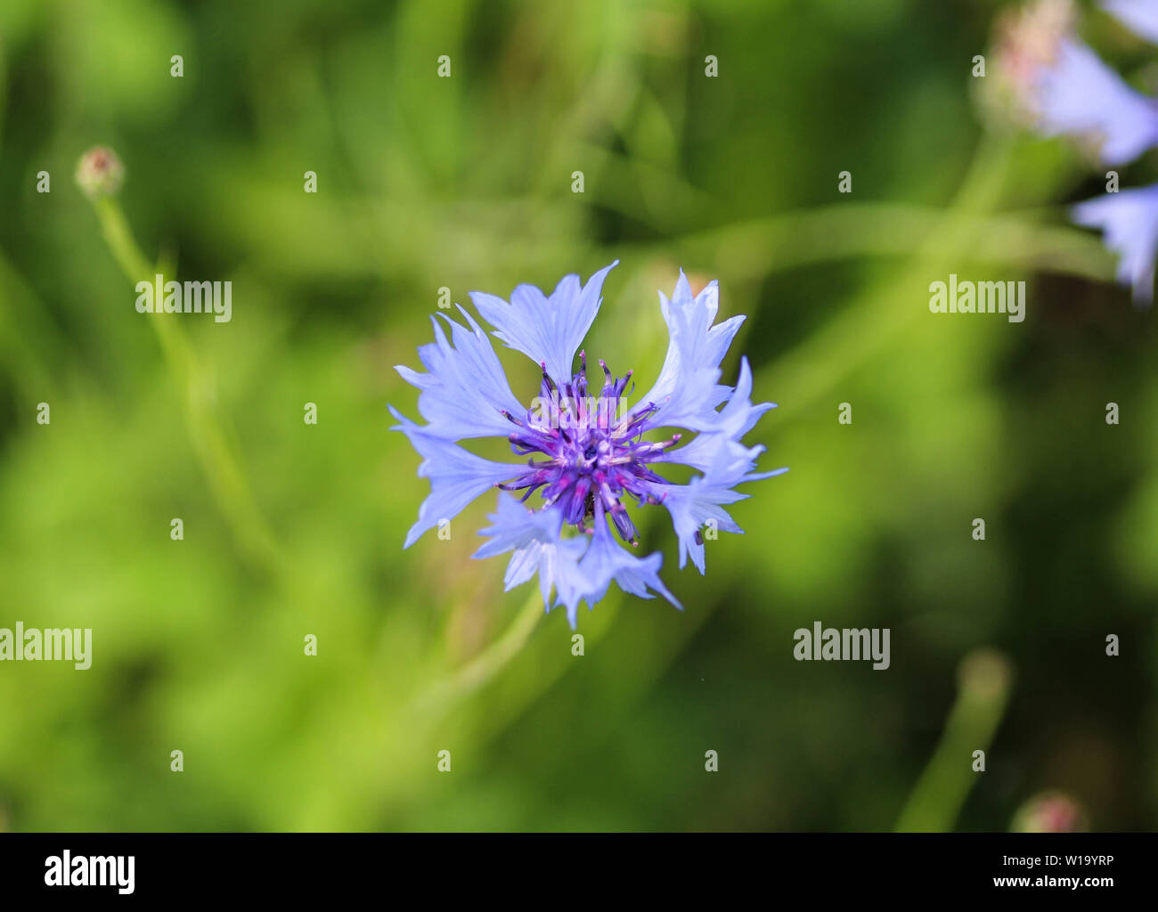 Centaurea segetum field hi-res stock photography and images - Alamy