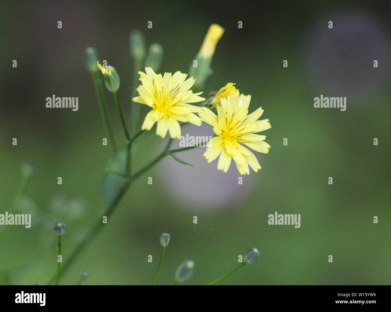 close up of Lapsana communis, the common nipplewort, blooming in spring ...