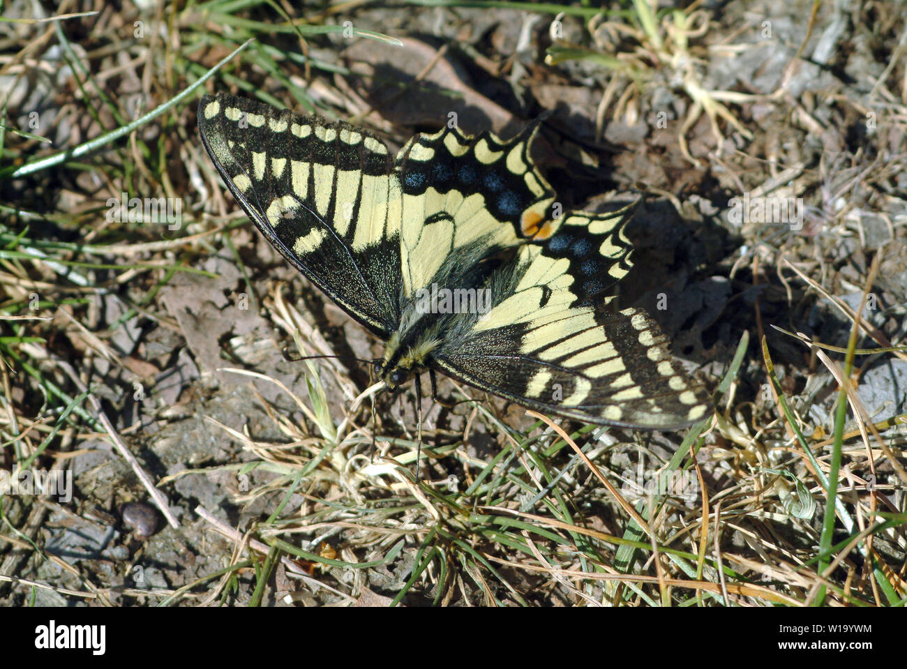 swallowtail, Old World swallowtail, common yellow swallowtail, Schwalbenschwanz, Grand porte ...