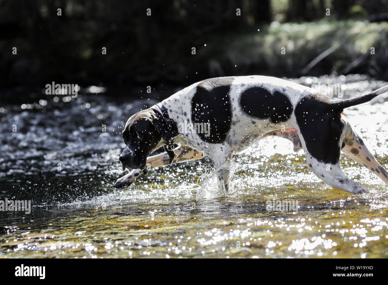 Dog english pointer bathing in the river in the summer forest Stock ...