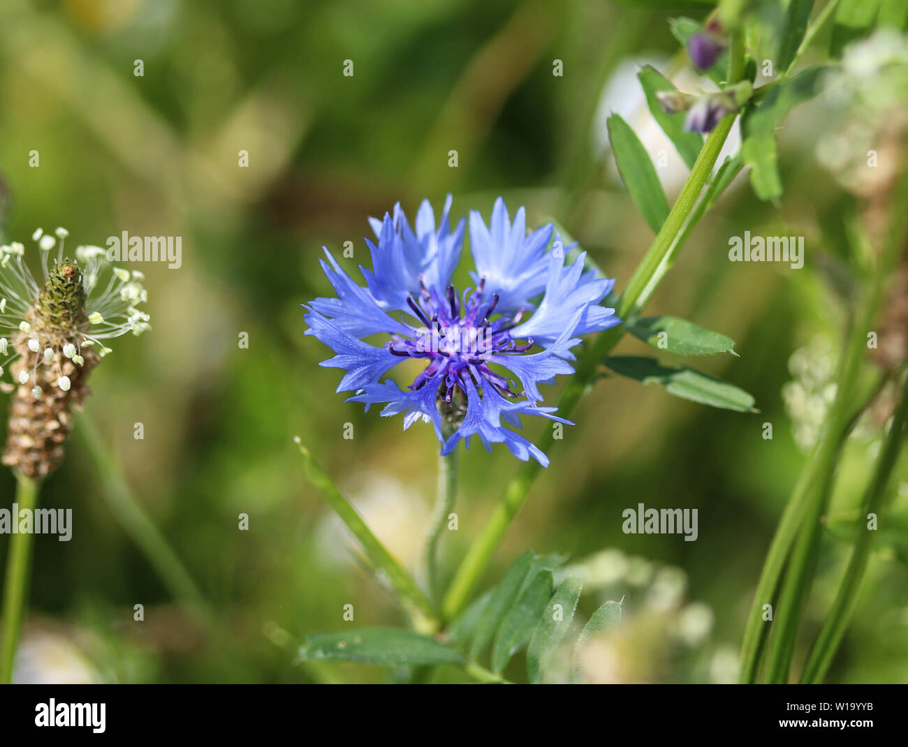 Centaurea segetum field hi-res stock photography and images - Alamy