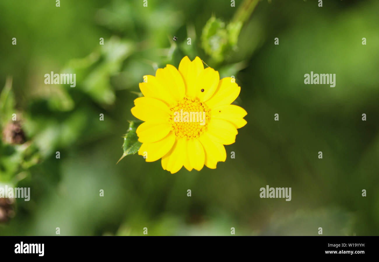 Mediterranean corn marigold hi-res stock photography and images - Alamy