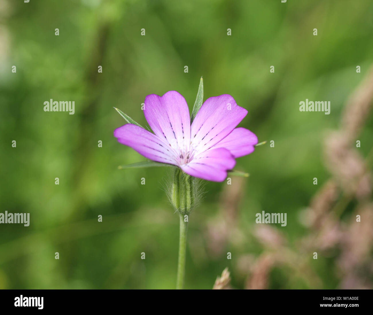 close up of corn-cockle flower Stock Photo - Alamy