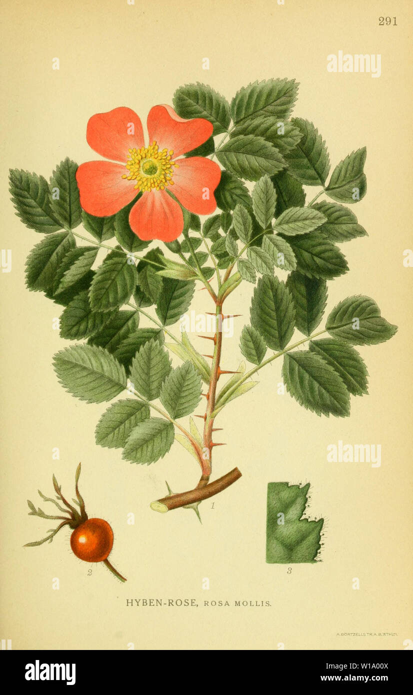 Beautiful vintage hand drawn illustrations of plants and flowers from ...