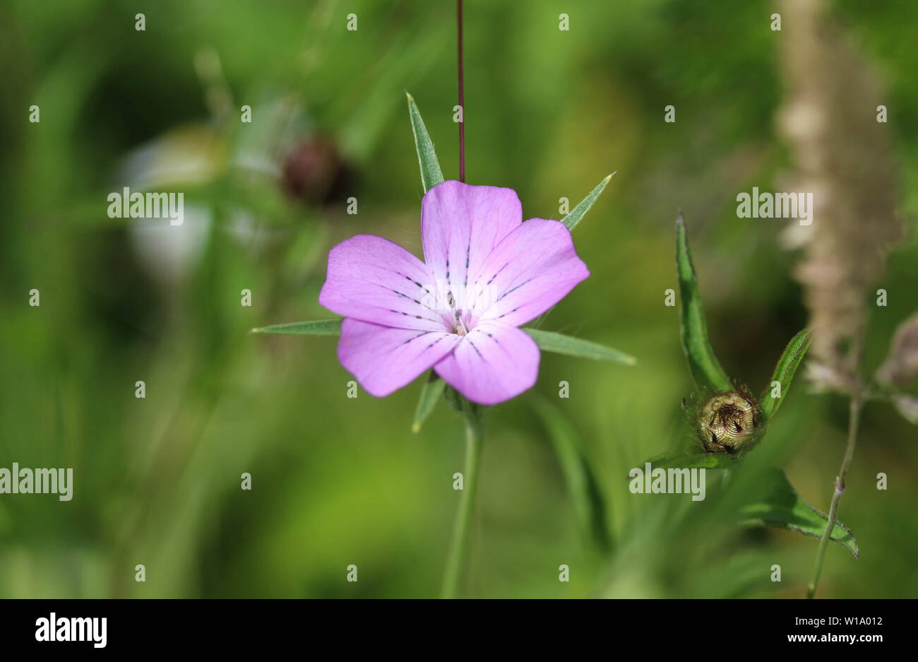 Common cockle illustration hi-res stock photography and images - Alamy