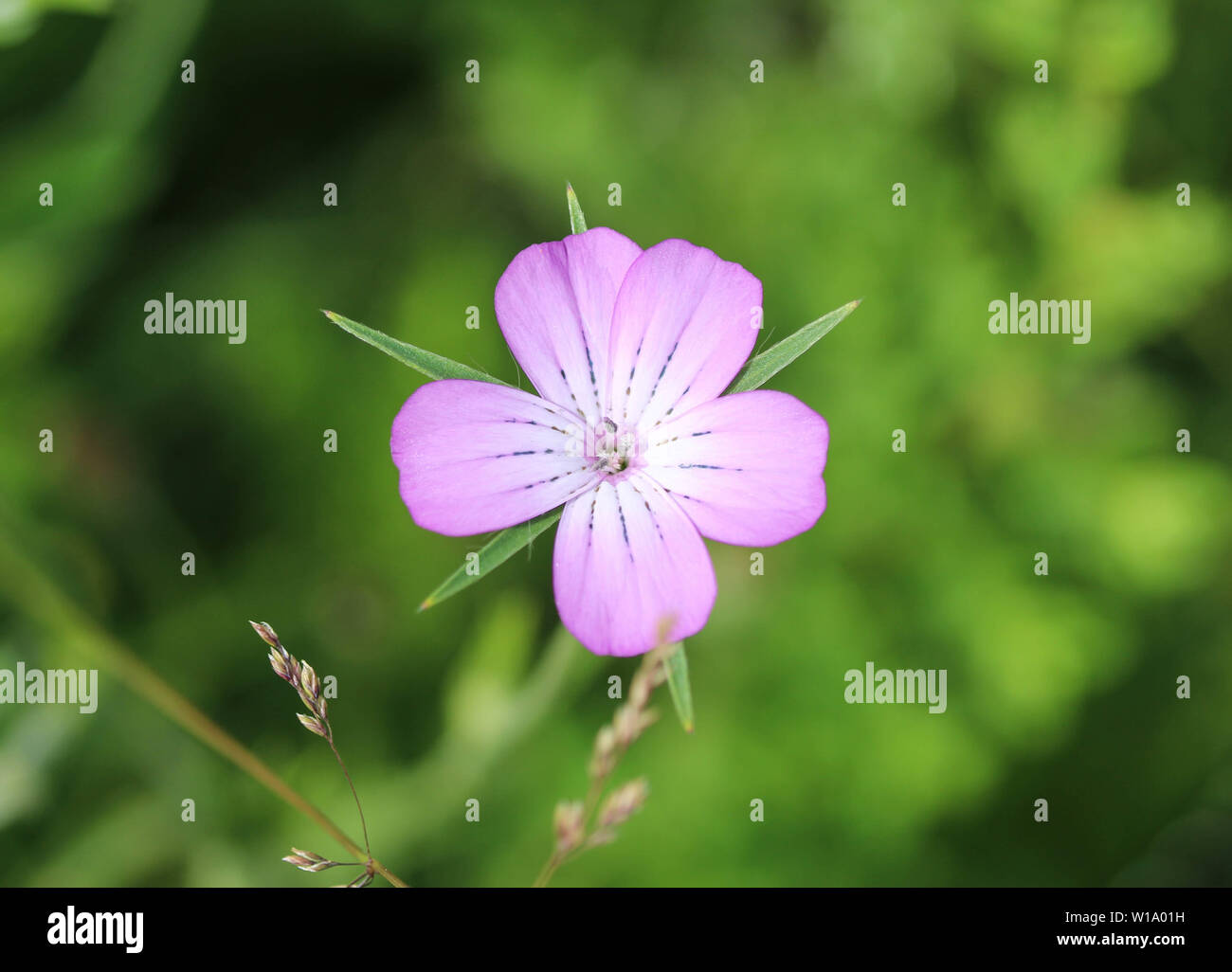 Common cockle illustration hi-res stock photography and images - Alamy