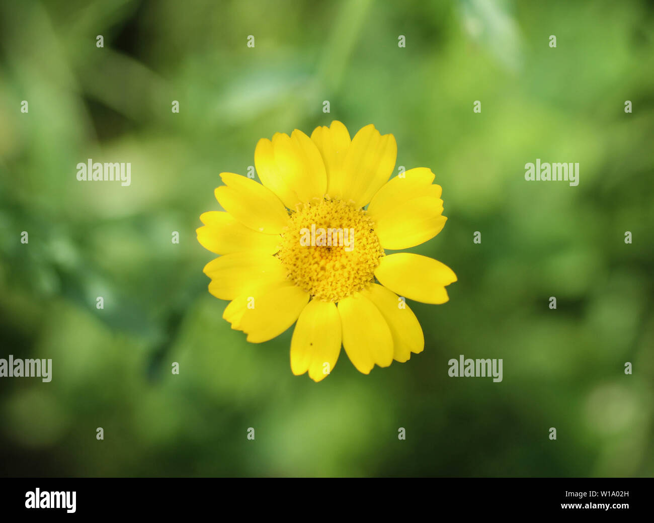 Mediterranean corn marigold hi-res stock photography and images - Alamy