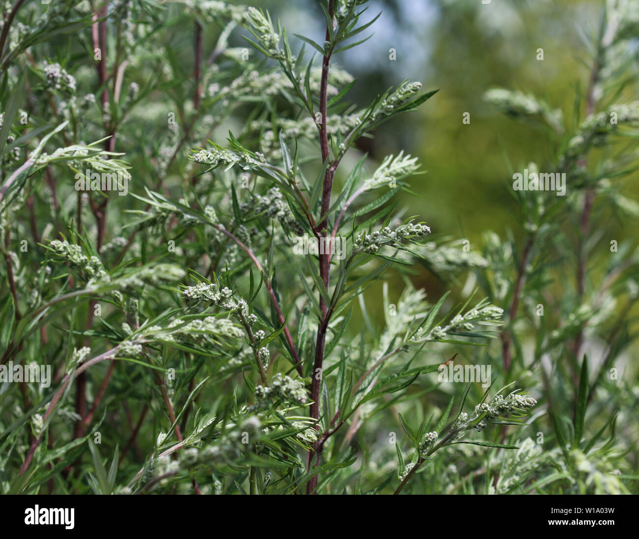 Artemisia vulgaris hi-res stock photography and images - Alamy