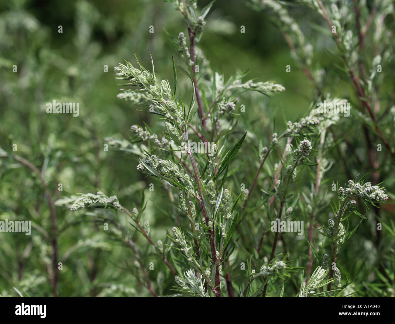 Artemisia Vulgaris Asteraceae High Resolution Stock Photography and ...