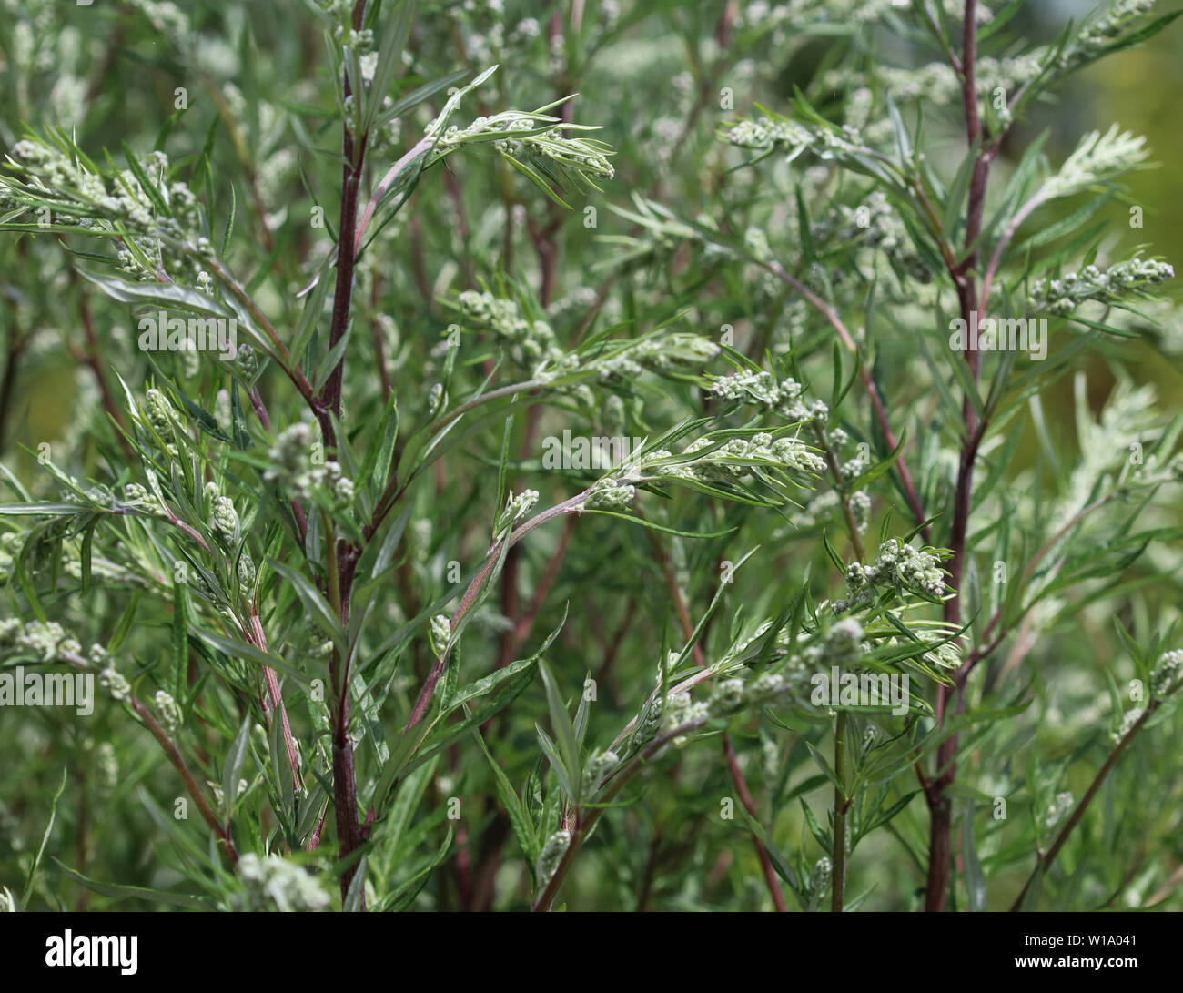 Artemisia vulgaris hi-res stock photography and images - Alamy