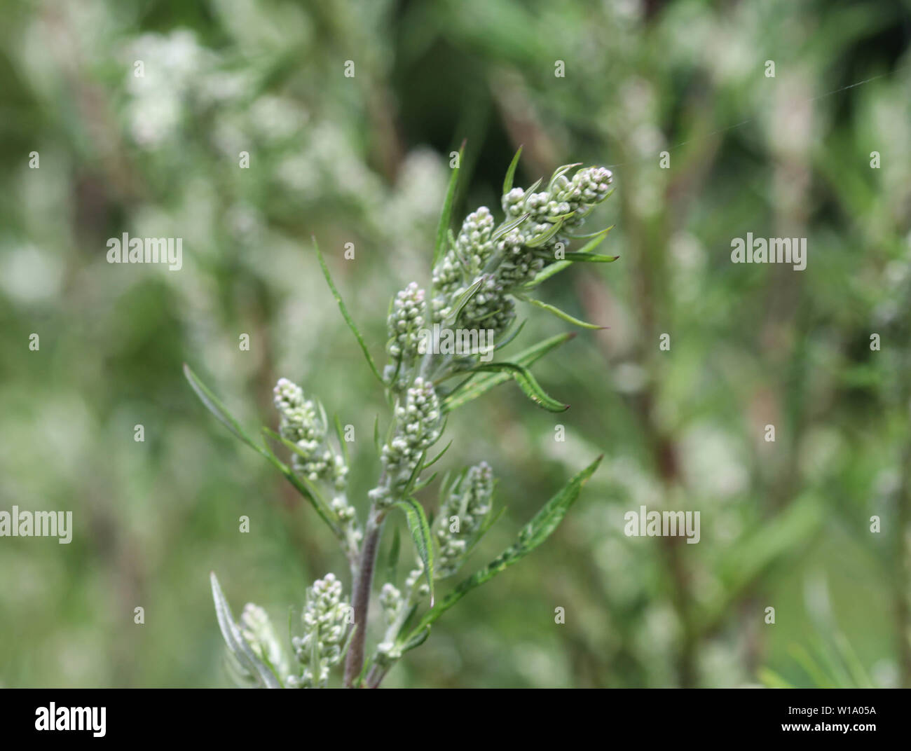 Artemisia Vulgaris Asteraceae High Resolution Stock Photography and ...