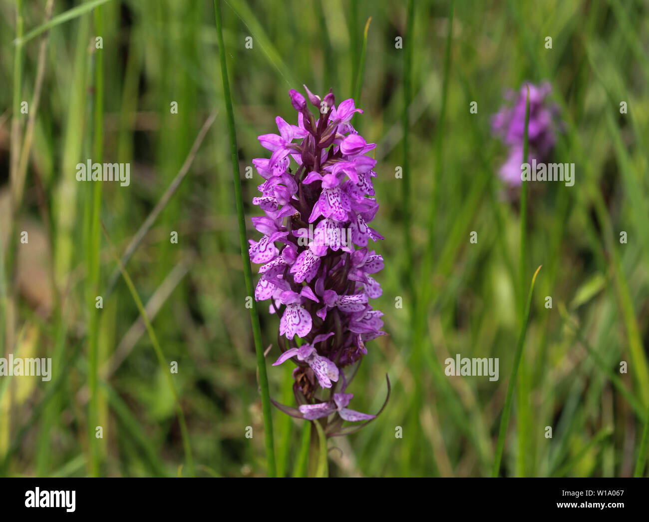 Common marsh orchids hi-res stock photography and images - Alamy