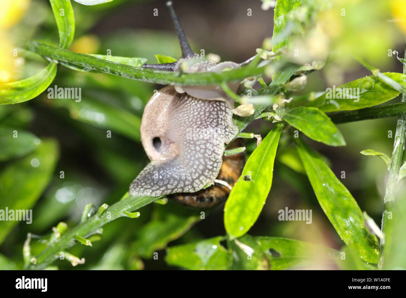 Banded wood snail cepaea nemoralis hi-res stock photography and images ...