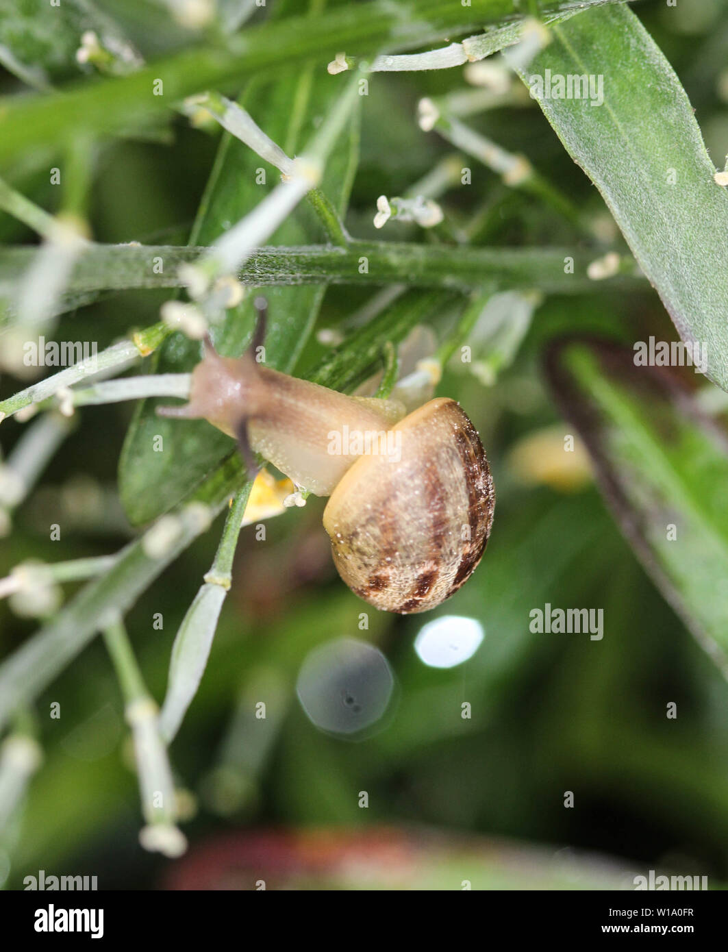 Banded wood snail cepaea nemoralis hi-res stock photography and images ...