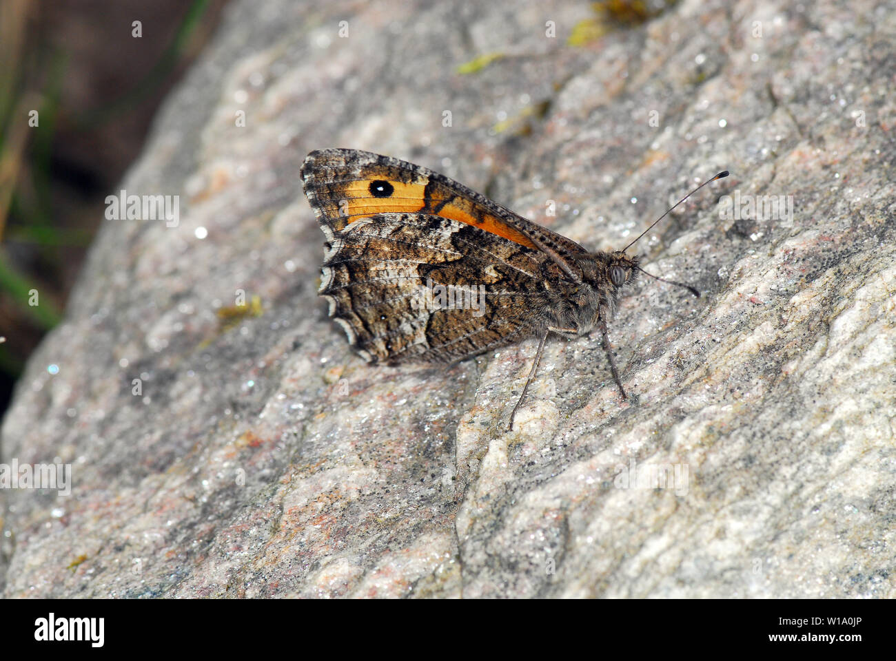 Ockerbindiger samtfalter hi-res stock photography and images - Alamy