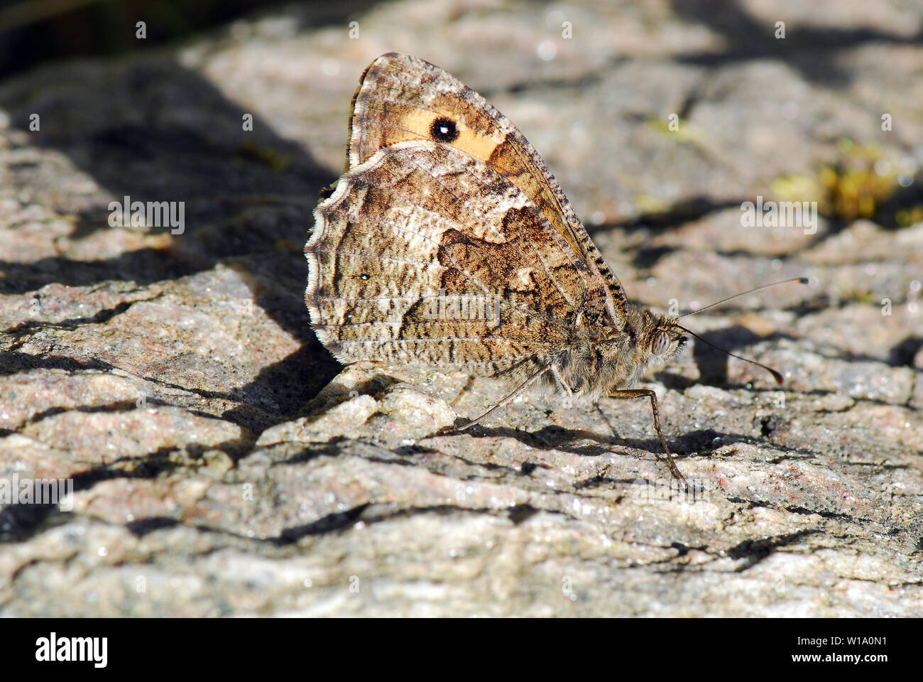 Ockerbindiger samtfalter hi-res stock photography and images - Alamy