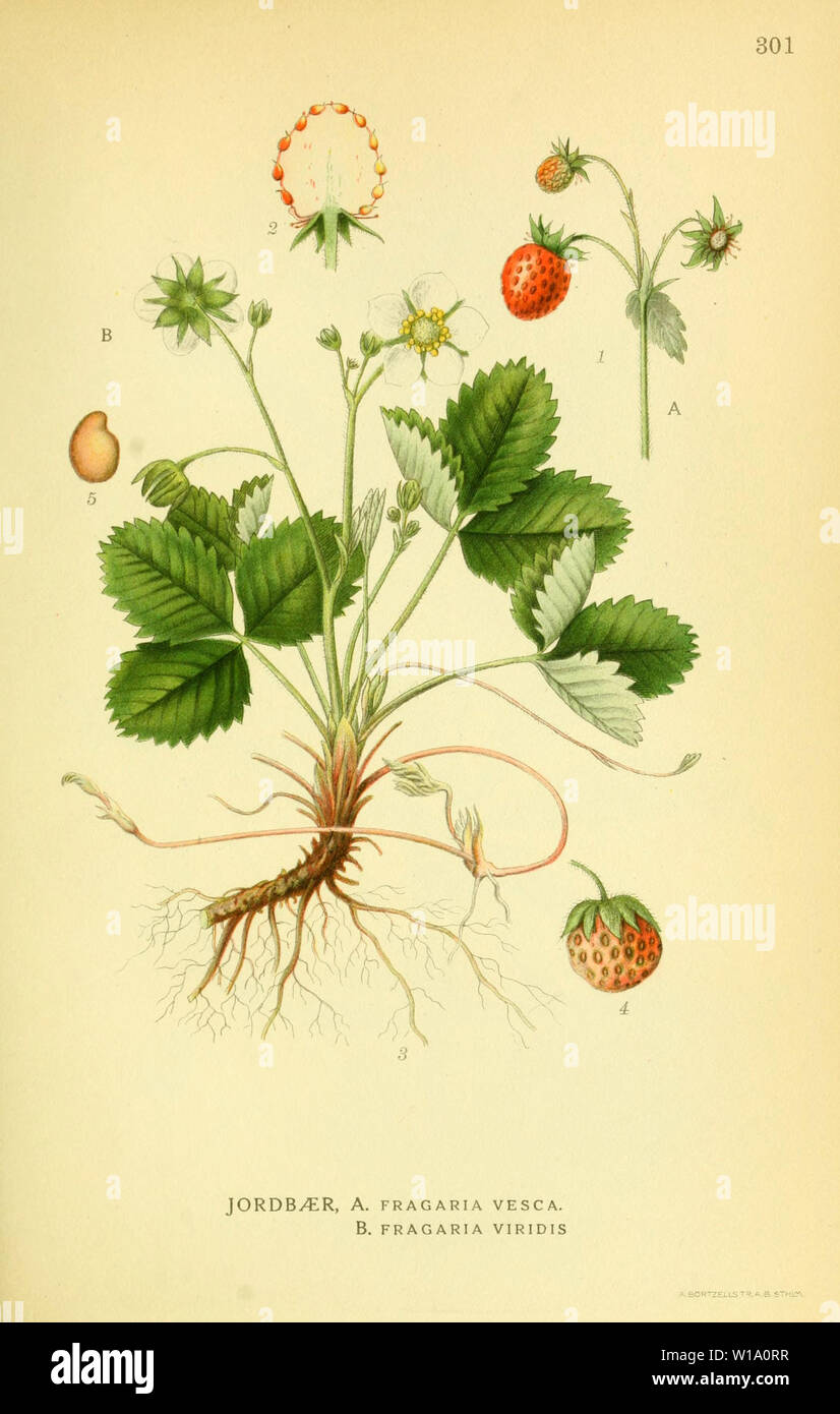 Beautiful vintage hand drawn illustrations of plants and flowers from ...