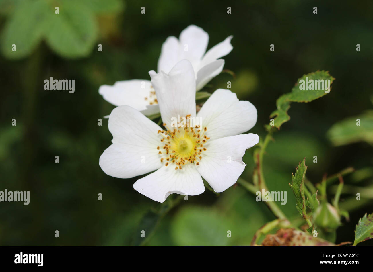 Sweet brier hi-res stock photography and images - Alamy