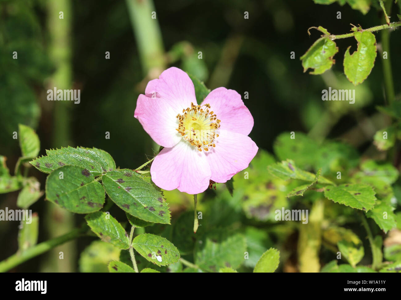 Sweet brier hi-res stock photography and images - Alamy